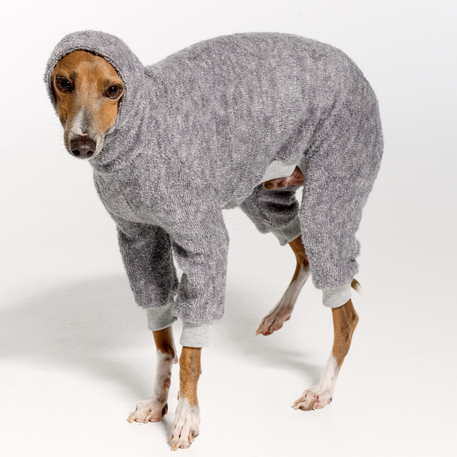 Italian Greyhound Clothing & Iggy Clothing at Royal Hound Clothing