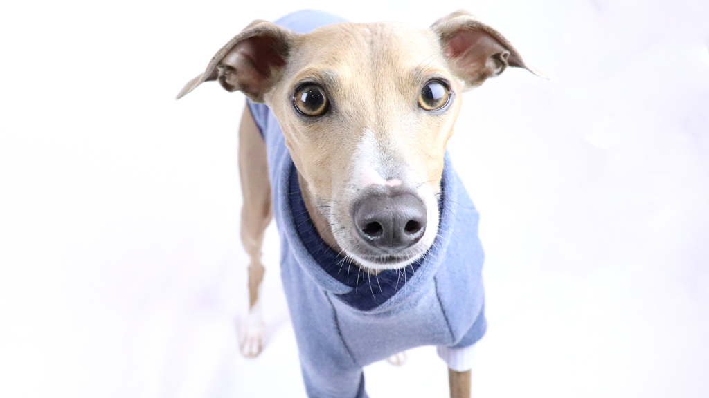 Slip Slop Woof - Royal Hound Clothing