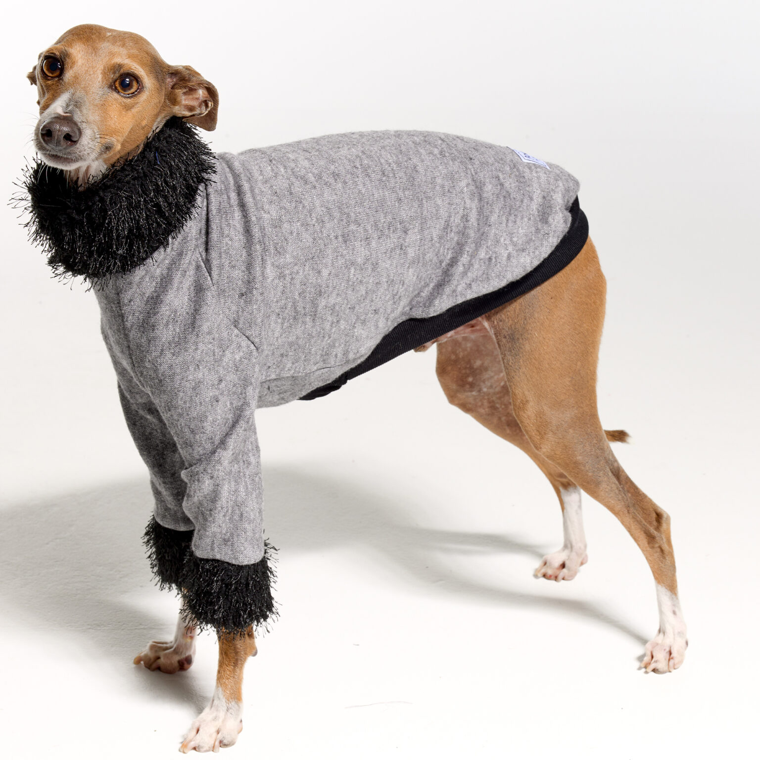Italian Greyhound Clothing & Iggy Clothing at Royal Hound Clothing