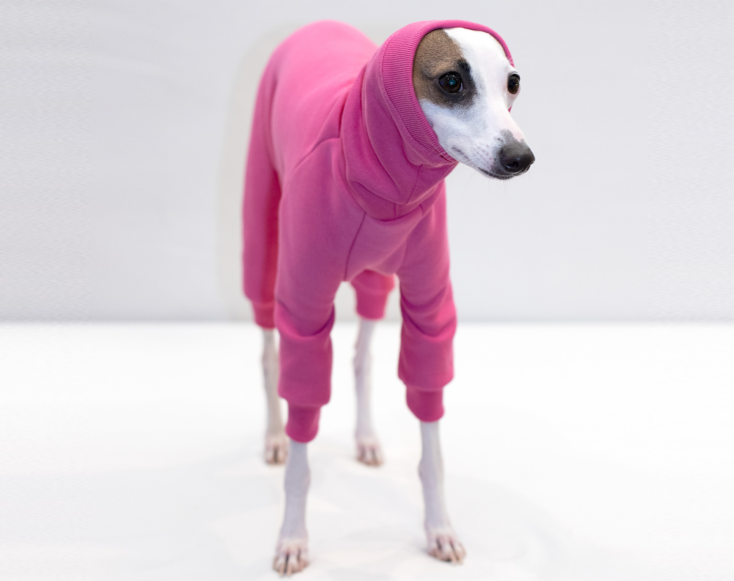 Italian Greyhound Clothing & Iggy Clothing at Royal Hound Clothing