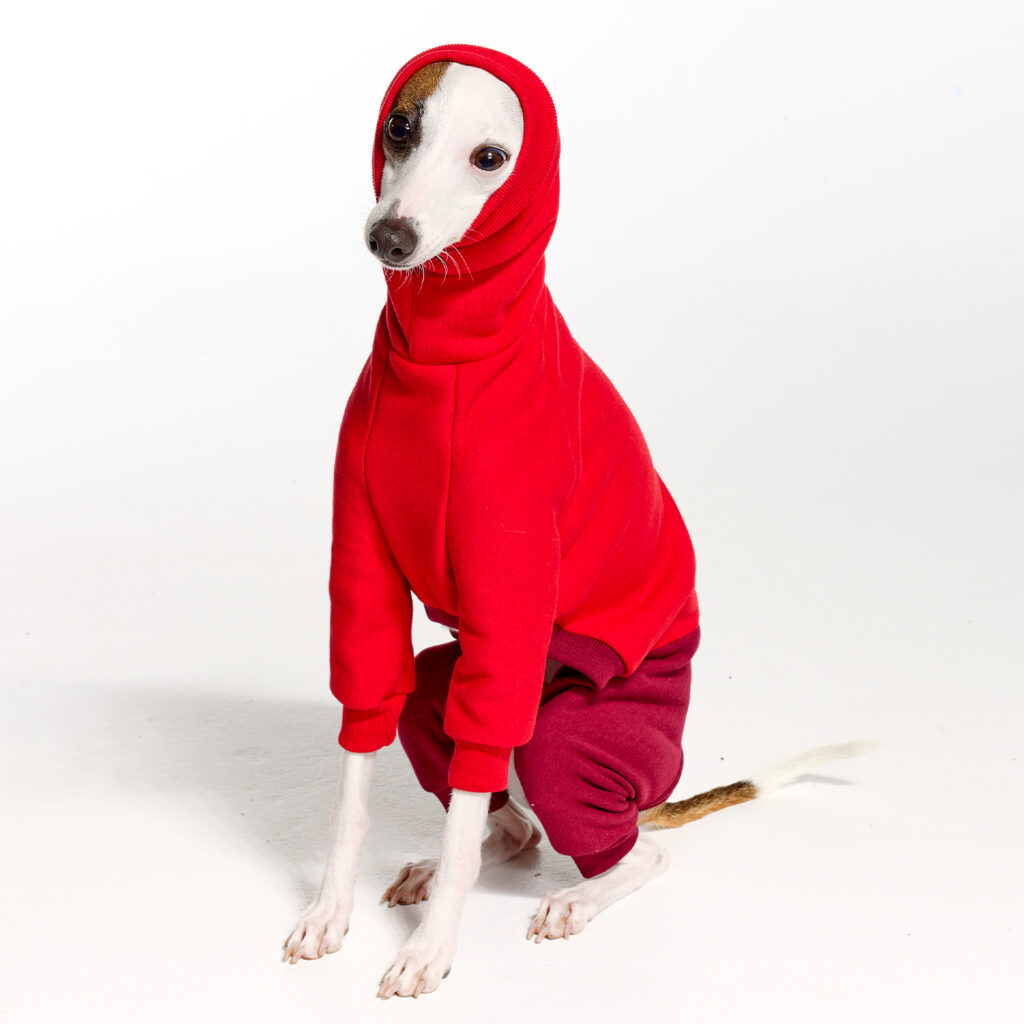 Italian Greyhound Clothing & Iggy Clothing at Royal Hound Clothing
