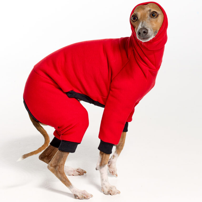 Italian Greyhound Clothing & Iggy Clothing at Royal Hound Clothing