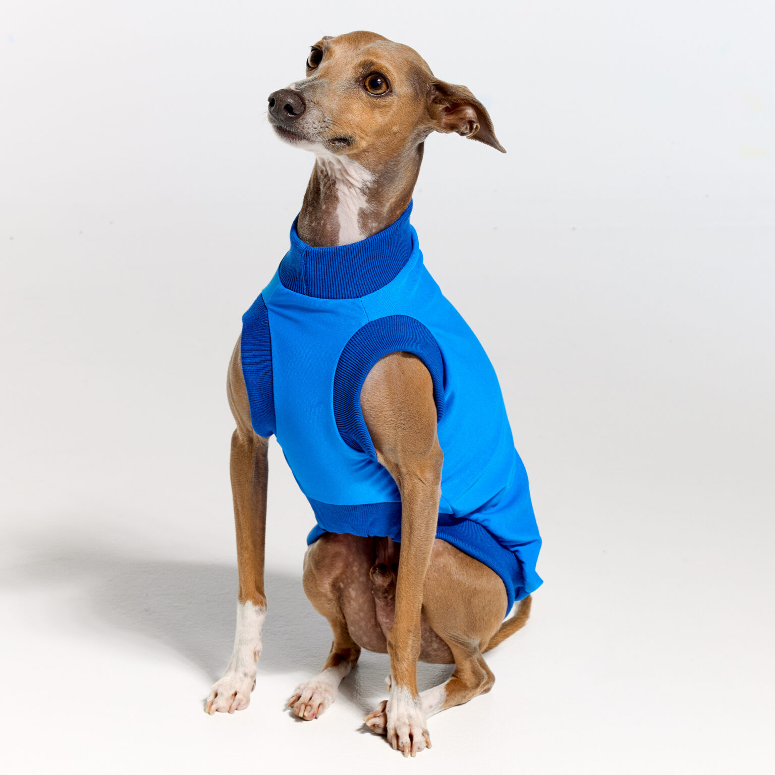 Italian Greyhound Clothing & Iggy Clothing at Royal Hound Clothing
