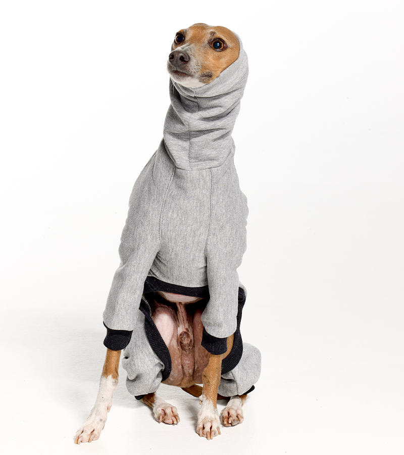 Italian Greyhound Clothing & Iggy Clothing at Royal Hound Clothing