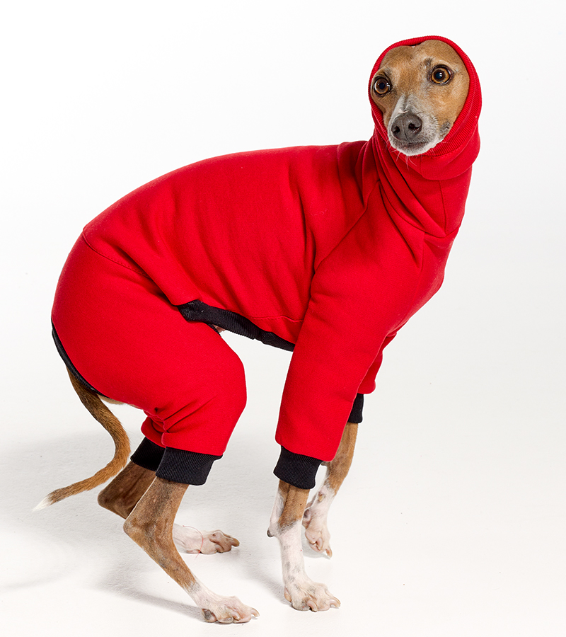 Italian Greyhound Clothing & Iggy Clothing at Royal Hound Clothing