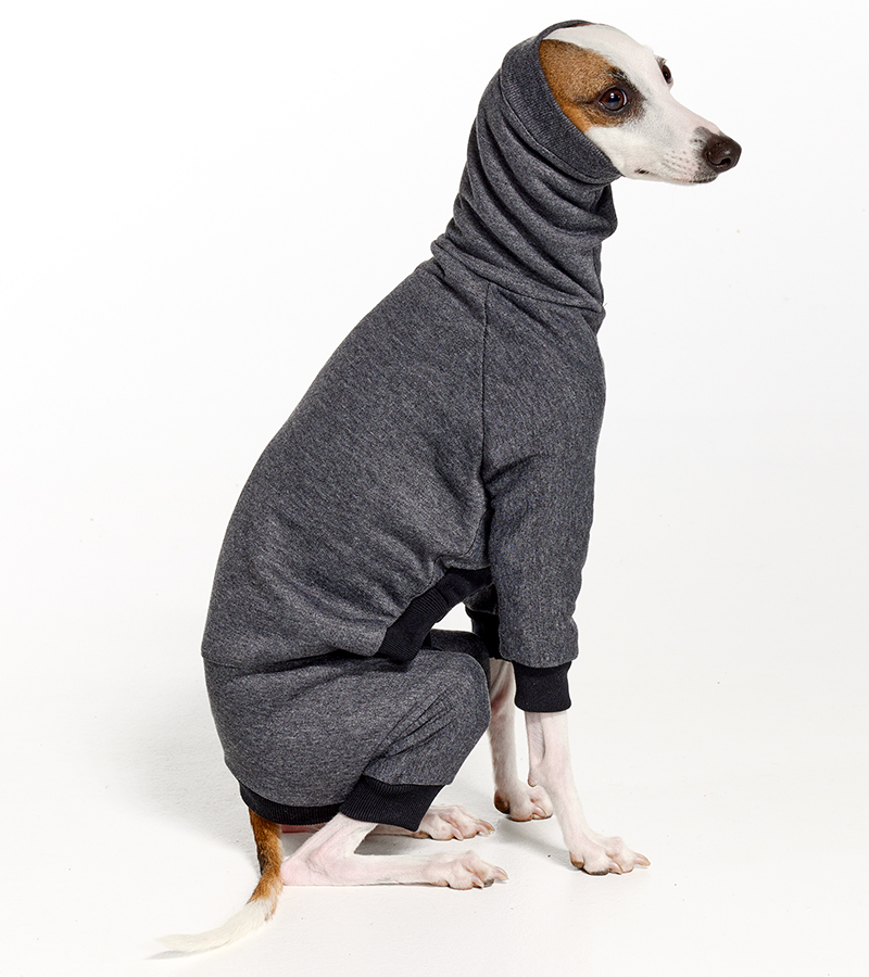 Italian Greyhound Clothing & Iggy Clothing at Royal Hound Clothing