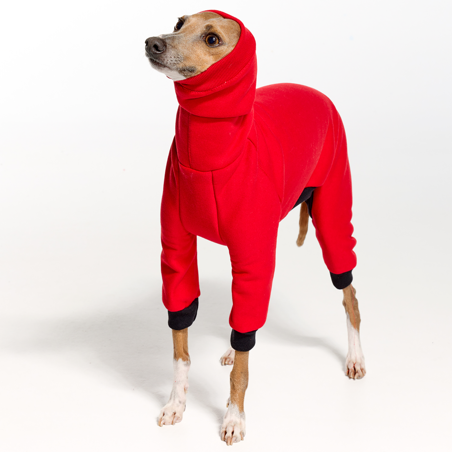 Italian Greyhound Clothing & Iggy Clothing at Royal Hound Clothing