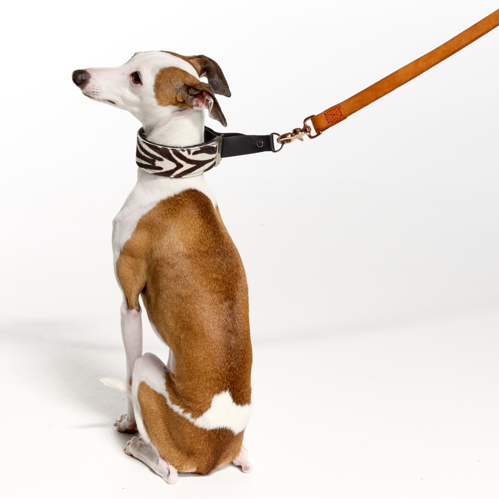 Italian Greyhound Clothing & Iggy Clothing at Royal Hound Clothing