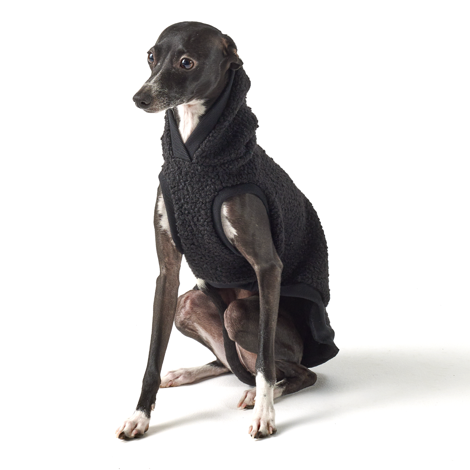 Italian Greyhound Clothing & Iggy Clothing at Royal Hound Clothing