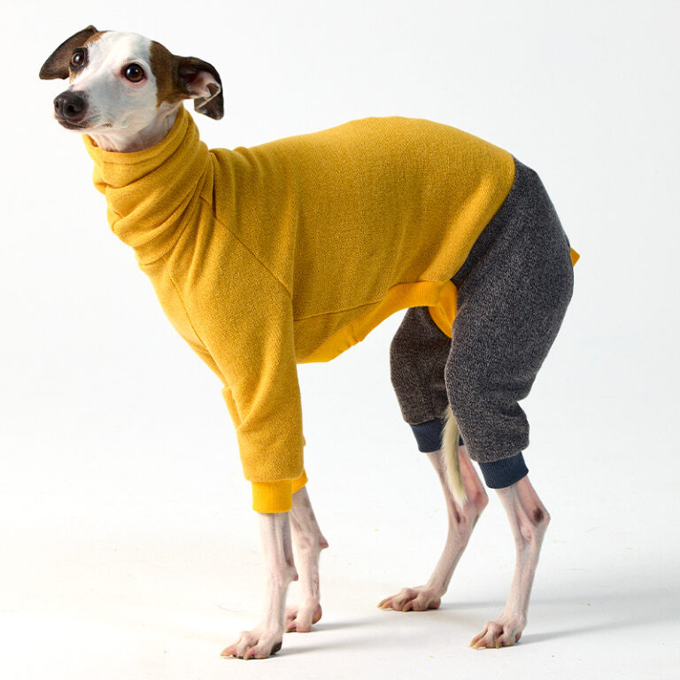 Italian Greyhound Clothing & Iggy Clothing at Royal Hound Clothing